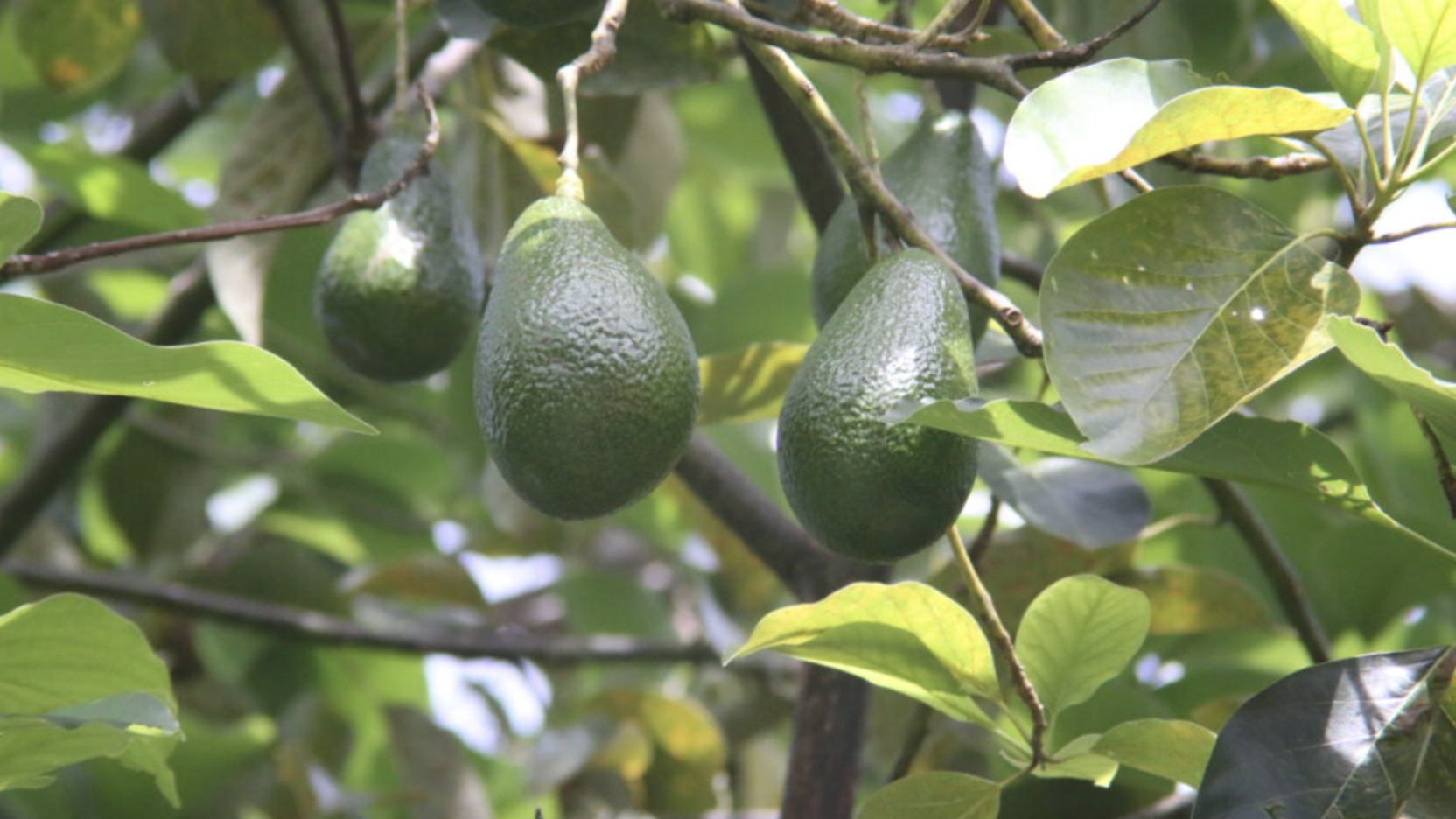 L’avocat – un fruit ou un légume ? 🍐🥑 – nutritiondigestion.fr